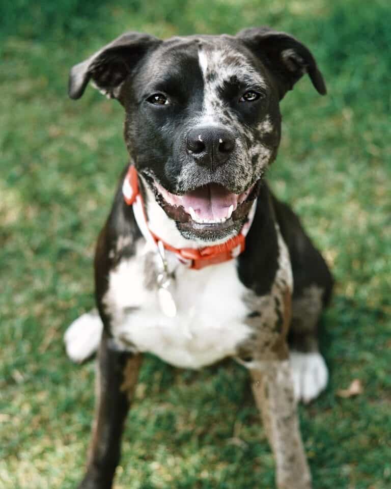 Catahoula Pitbull Mix (Pitahoula): Info, Pictures, Traits & Facts