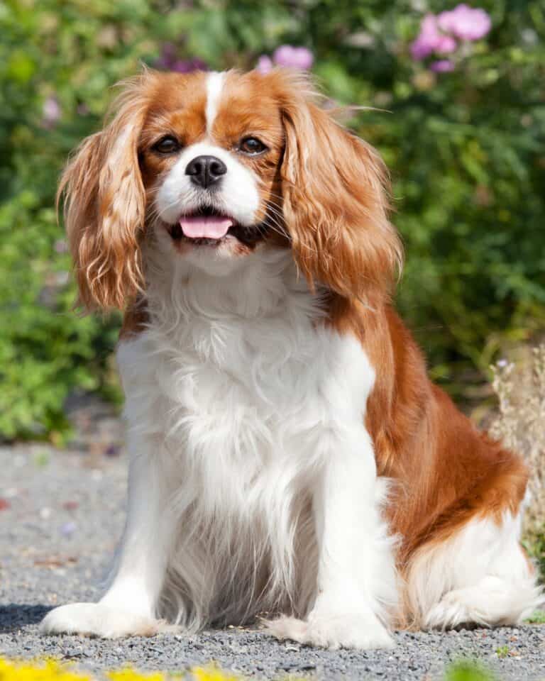 16 Small Dog Breeds With Long Hair (With Pictures)