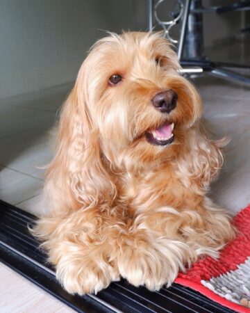 16 Best Cavapoo Haircuts With Pictures! (2025 Updated)