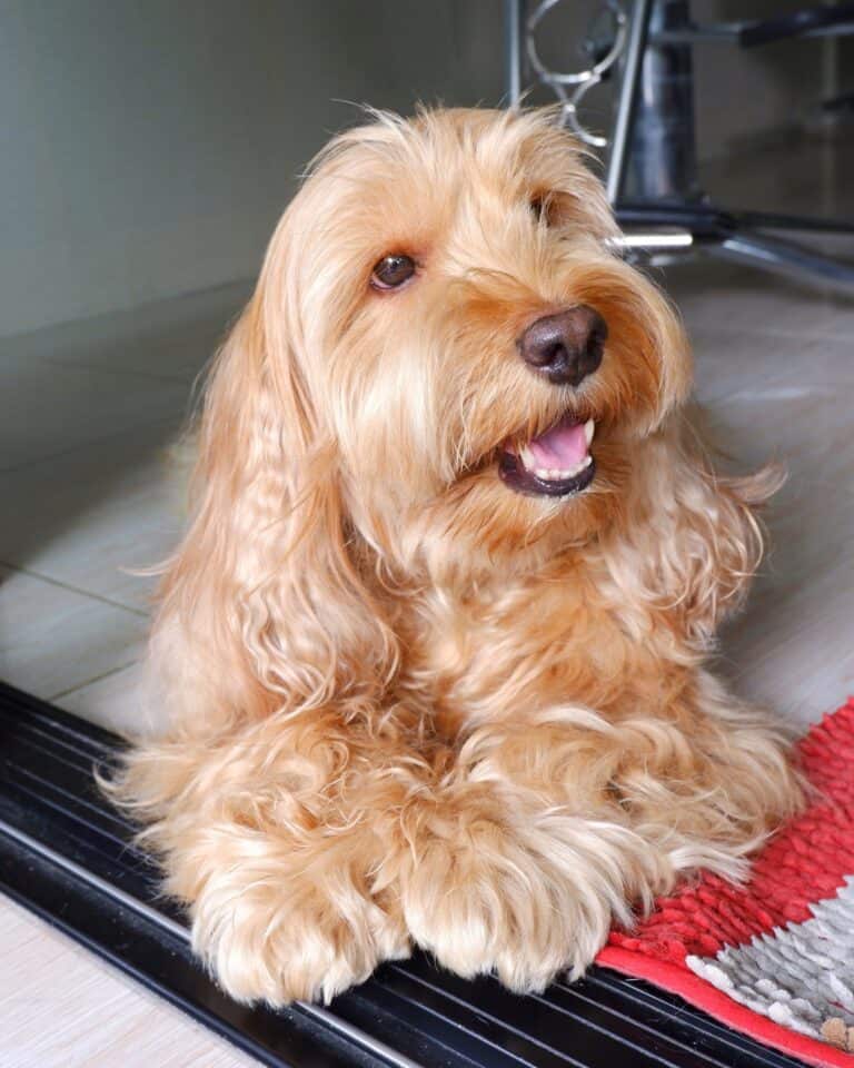 16 Best Cavapoo Haircuts With Pictures! (2025 Updated)