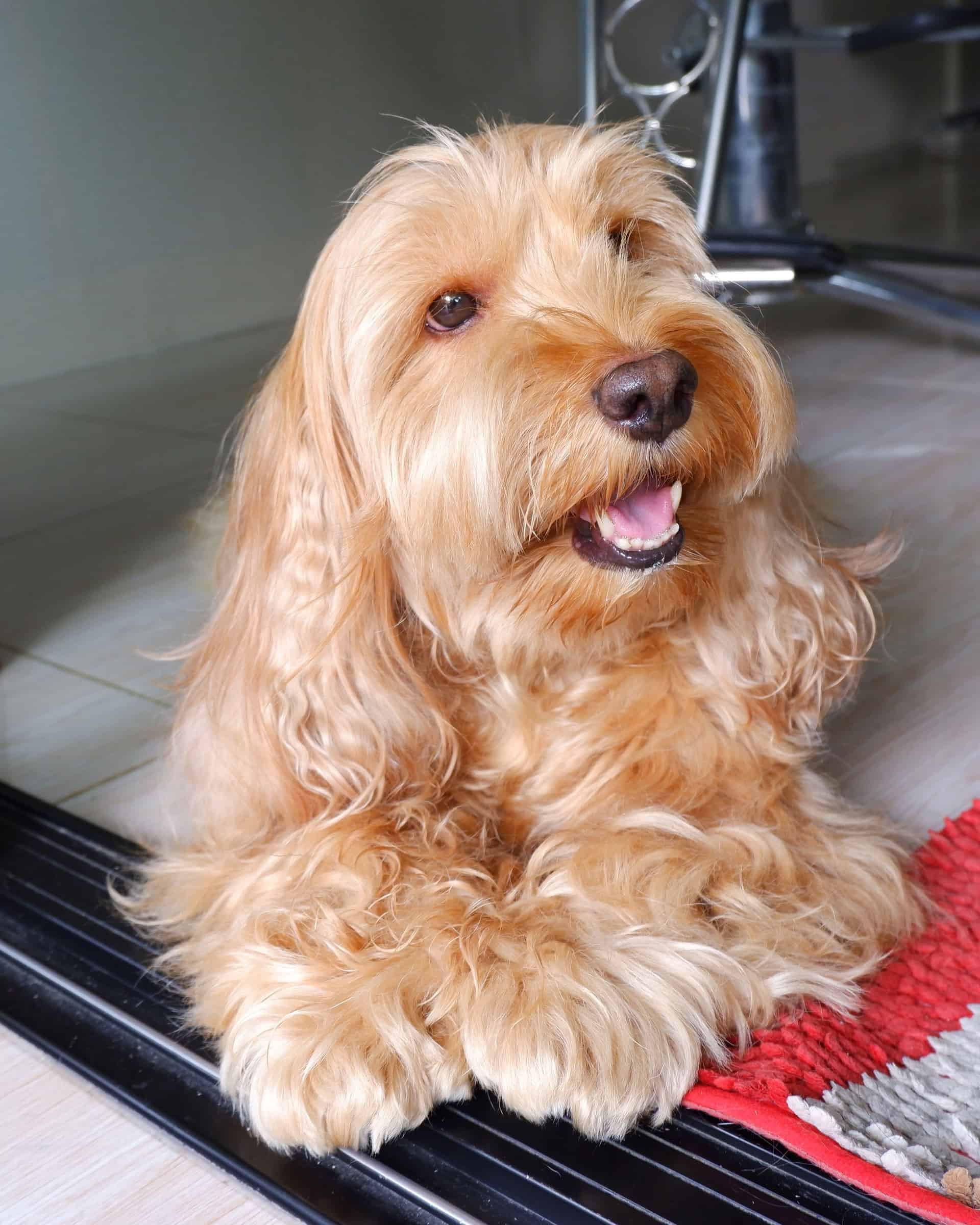 16 Best Cavapoo Haircuts With Pictures! (2025 Updated)