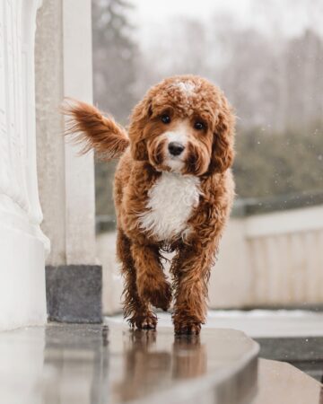16 Best Cavapoo Haircuts With Pictures! (2025 Updated)
