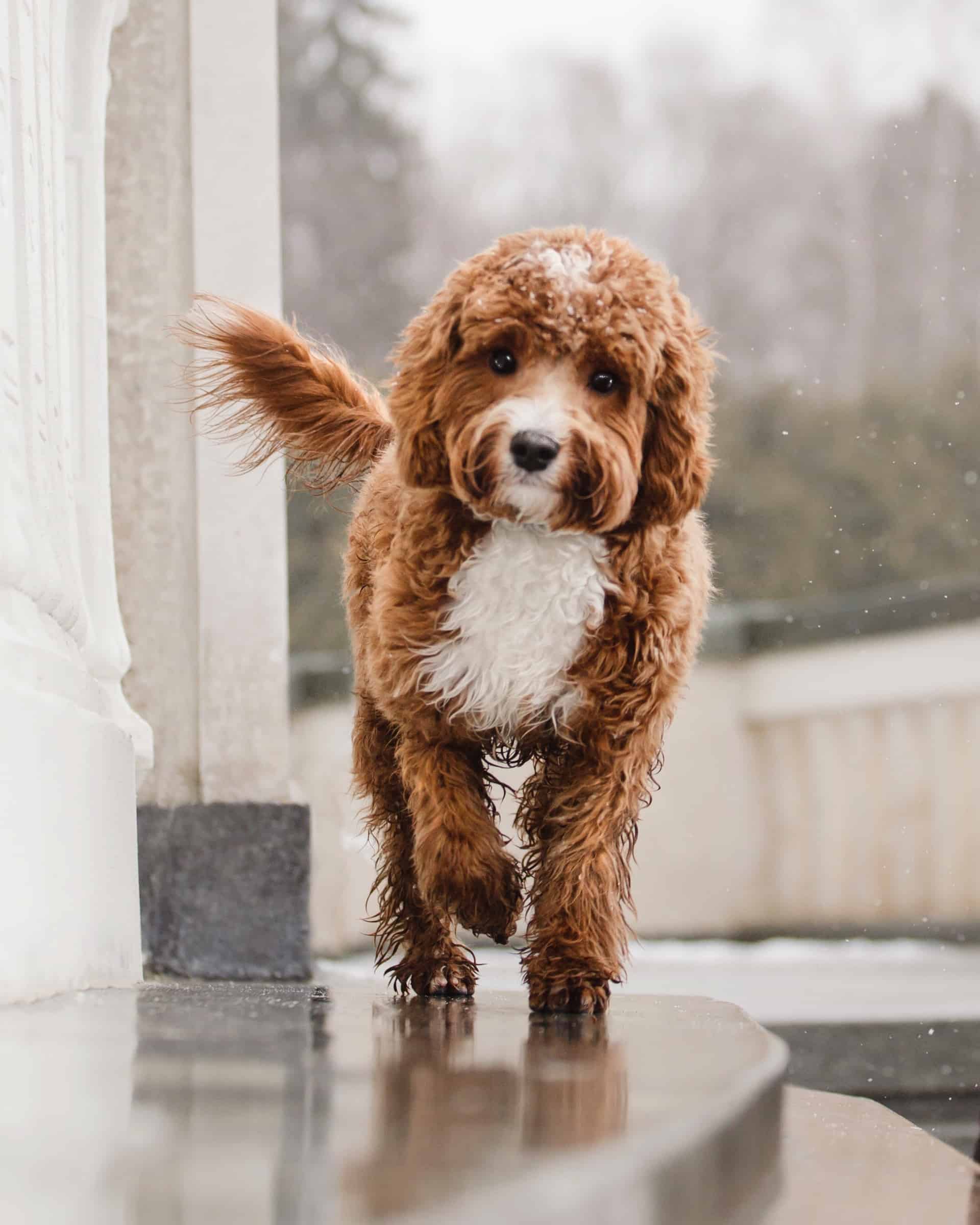 16 Best Cavapoo Haircuts With Pictures! (2025 Updated)