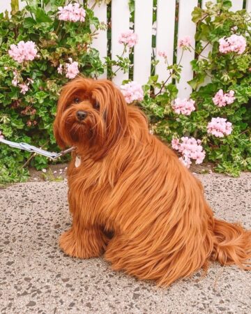 16 Best Cavapoo Haircuts With Pictures! (2025 Updated)