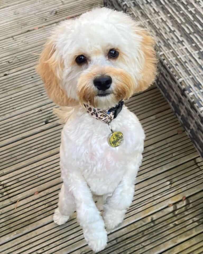 16 Best Cavapoo Haircuts With Pictures! (2025 Updated)