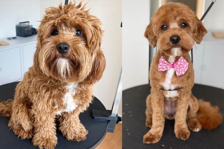 16 Best Cavapoo Haircuts With Pictures! (2025 Updated)