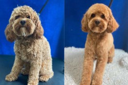 16 Best Cavapoo Haircuts With Pictures! (2026 Updated)