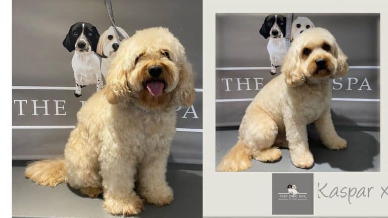 16 Best Cavapoo Haircuts With Pictures! (2025 Updated)