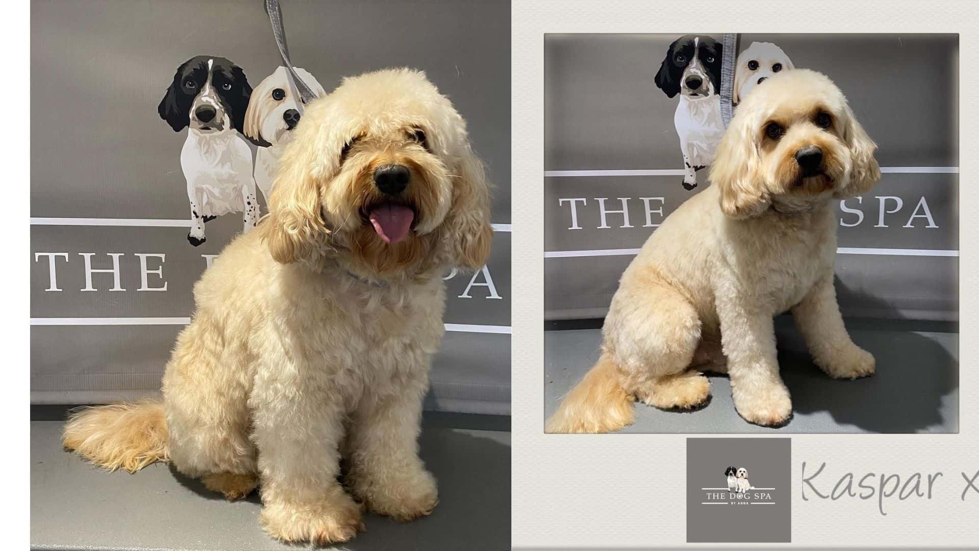 16 Best Cavapoo Haircuts With Pictures! (2025 Updated)