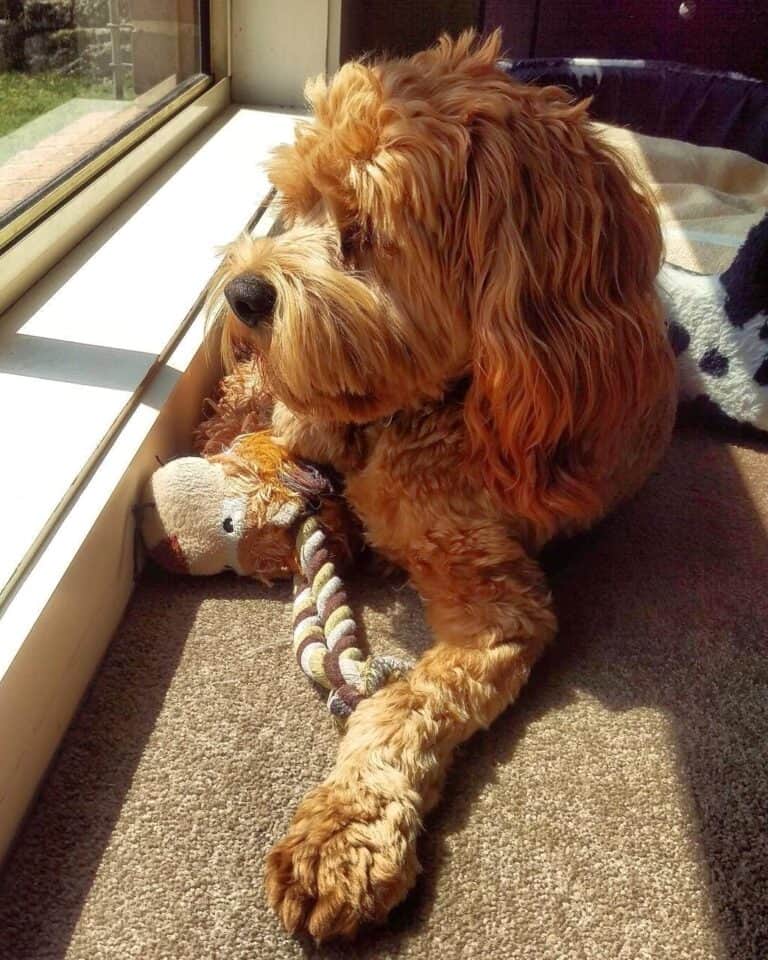 16 Best Cavapoo Haircuts With Pictures! (2025 Updated)