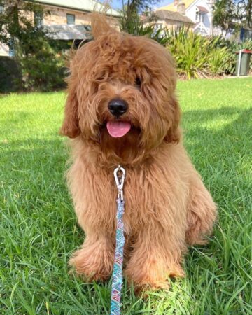 16 Best Cavapoo Haircuts With Pictures! (2025 Updated)