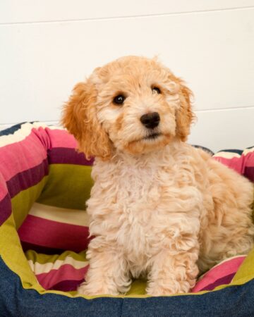 16 Best Cavapoo Haircuts With Pictures! (2025 Updated)