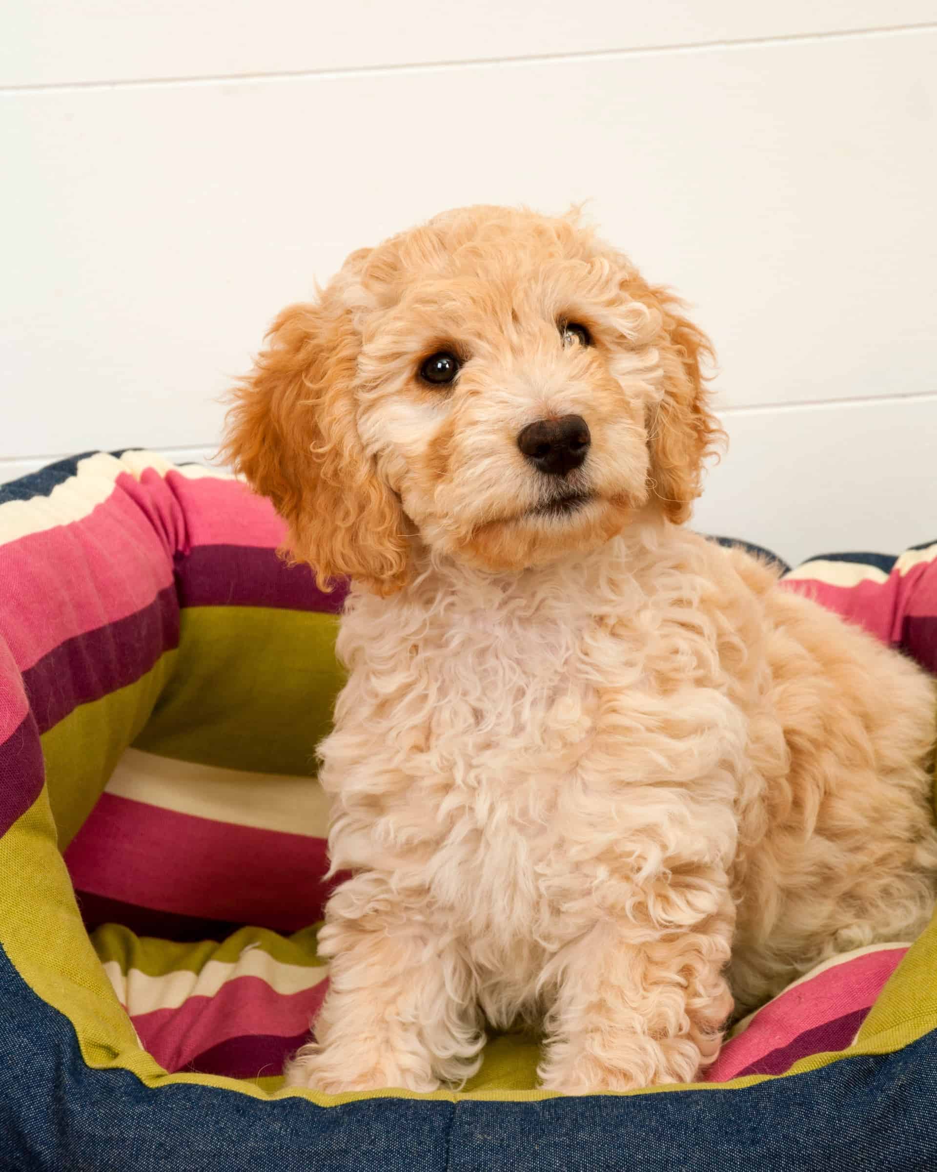 16 Best Cavapoo Haircuts With Pictures! (2025 Updated)