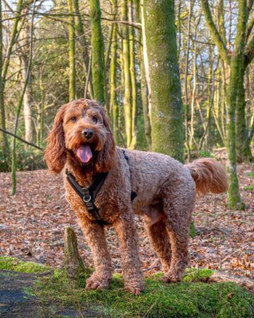 16 Best Cavapoo Haircuts With Pictures! (2025 Updated)