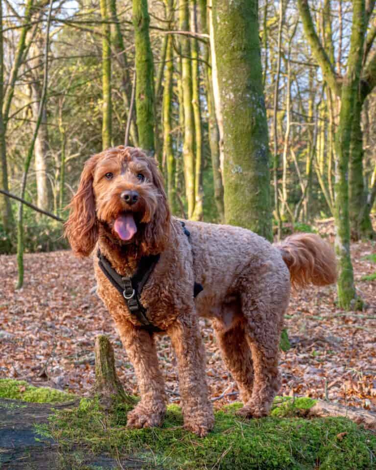 16 Best Cavapoo Haircuts With Pictures! (2025 Updated)