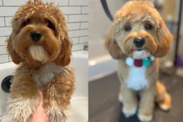 16 Best Cavapoo Haircuts With Pictures! (2025 Updated)