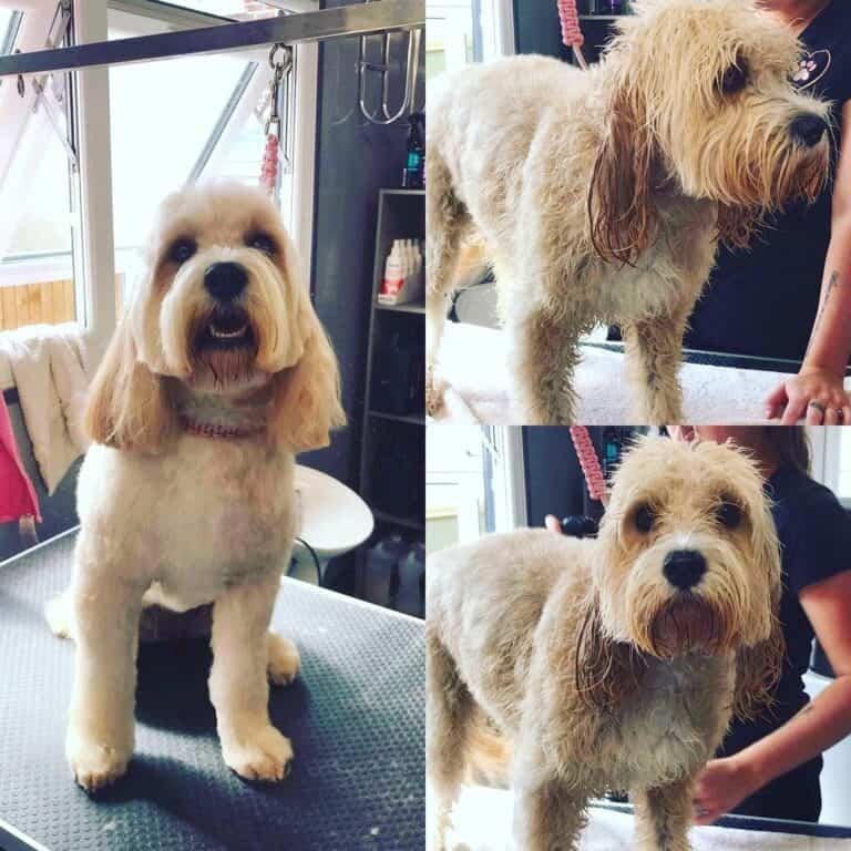 16 Best Cavapoo Haircuts With Pictures! (2025 Updated)