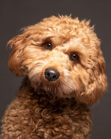 16 Best Cavapoo Haircuts With Pictures! (2025 Updated)