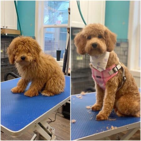 16 Best Cavapoo Haircuts With Pictures! (2025 Updated)