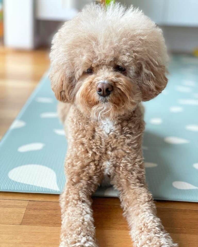 16 Best Cavapoo Haircuts With Pictures! (2025 Updated)