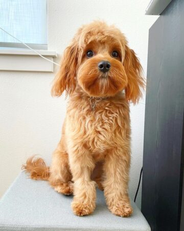 16 Best Cavapoo Haircuts With Pictures! (2026 Updated)