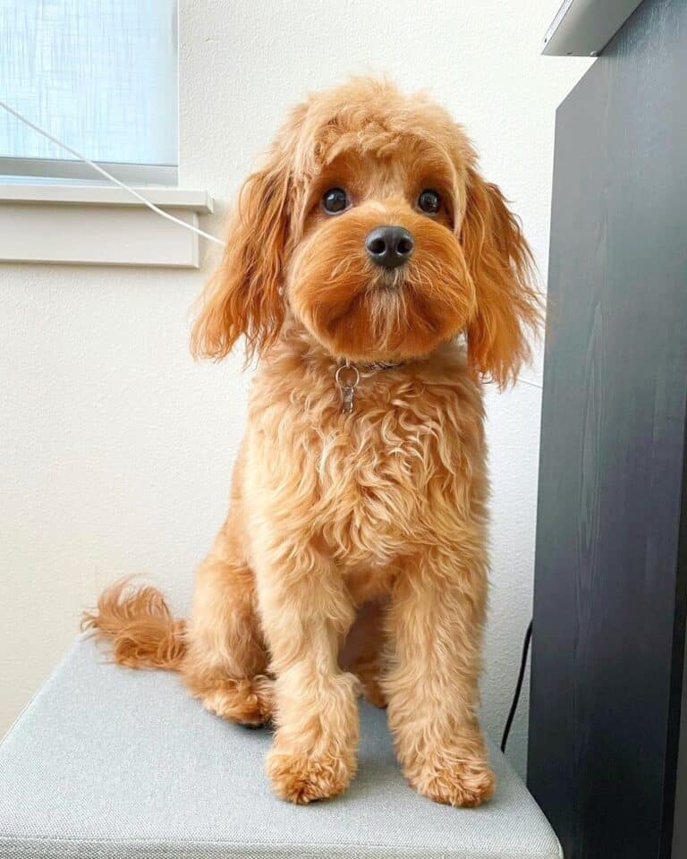 16 Best Cavapoo Haircuts With Pictures! (2025 Updated)