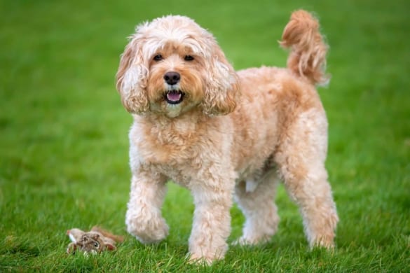 16 Best Cavapoo Haircuts With Pictures! (2025 Updated)