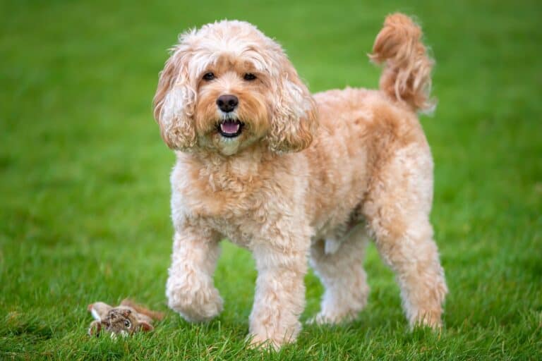 16 Best Cavapoo Haircuts With Pictures! (2023 Updated)