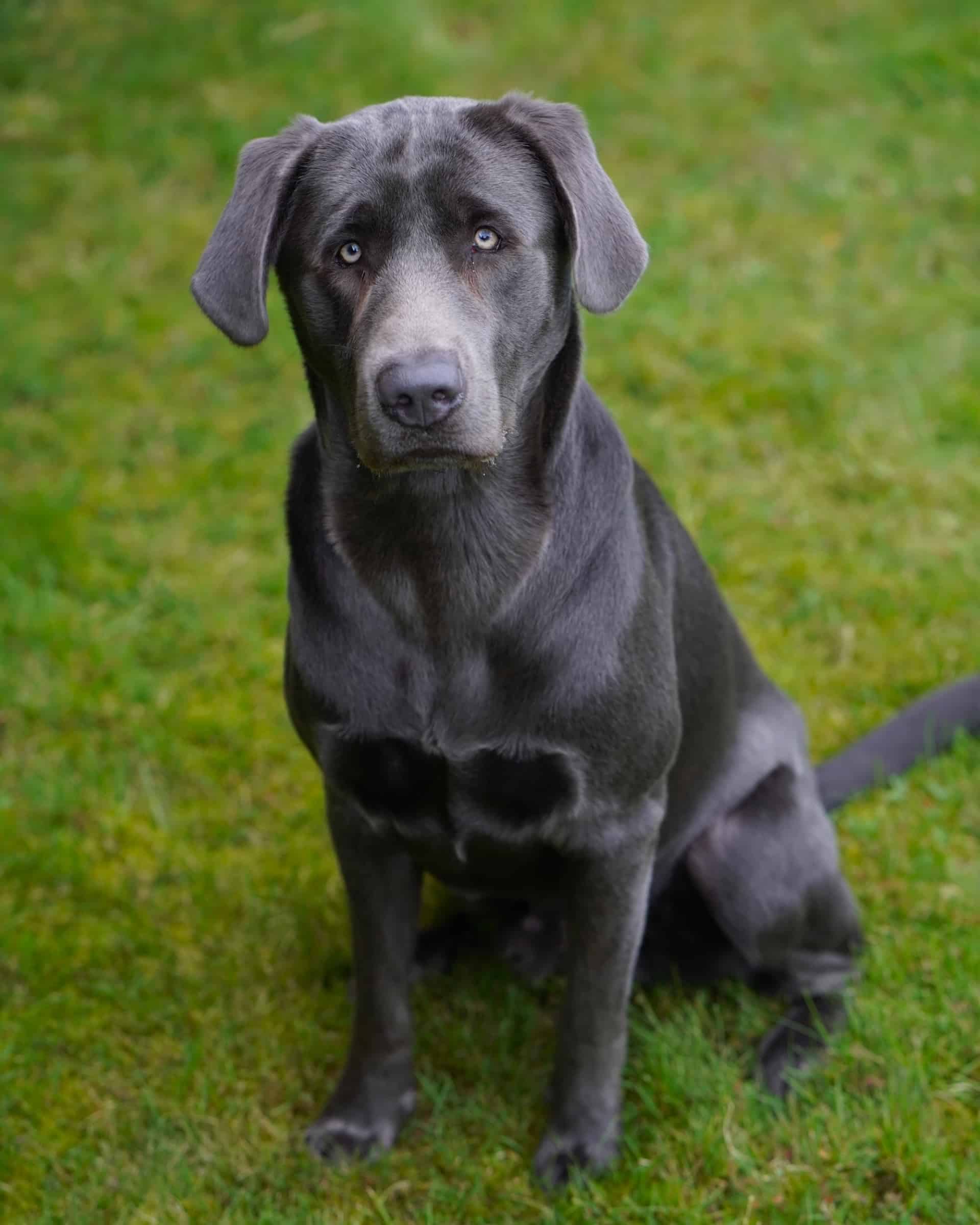 13 Labrador Retriever Colors & Patterns (With Pictures!)