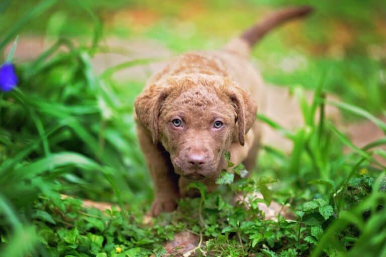 10 Best Chesapeake Bay Retriever Breeders (2026 Updated)