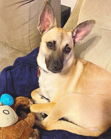 Great Dane Chihuahua Mix (Chi Dane Dane): Facts & Pictures