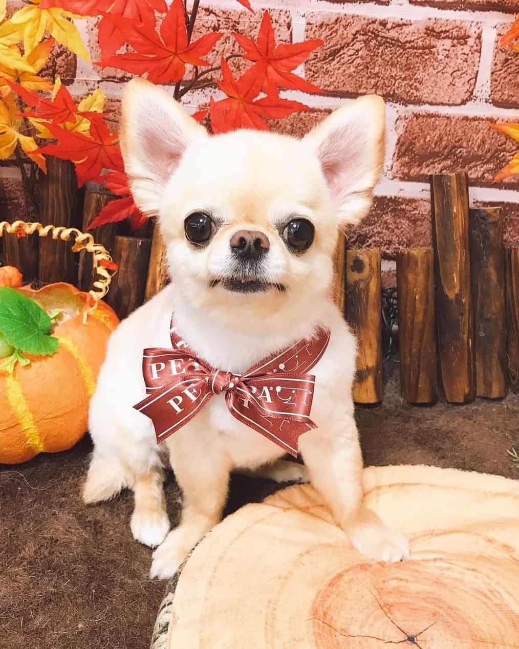 16 Best Chihuahua Haircuts With Pictures! (2026 Updated)