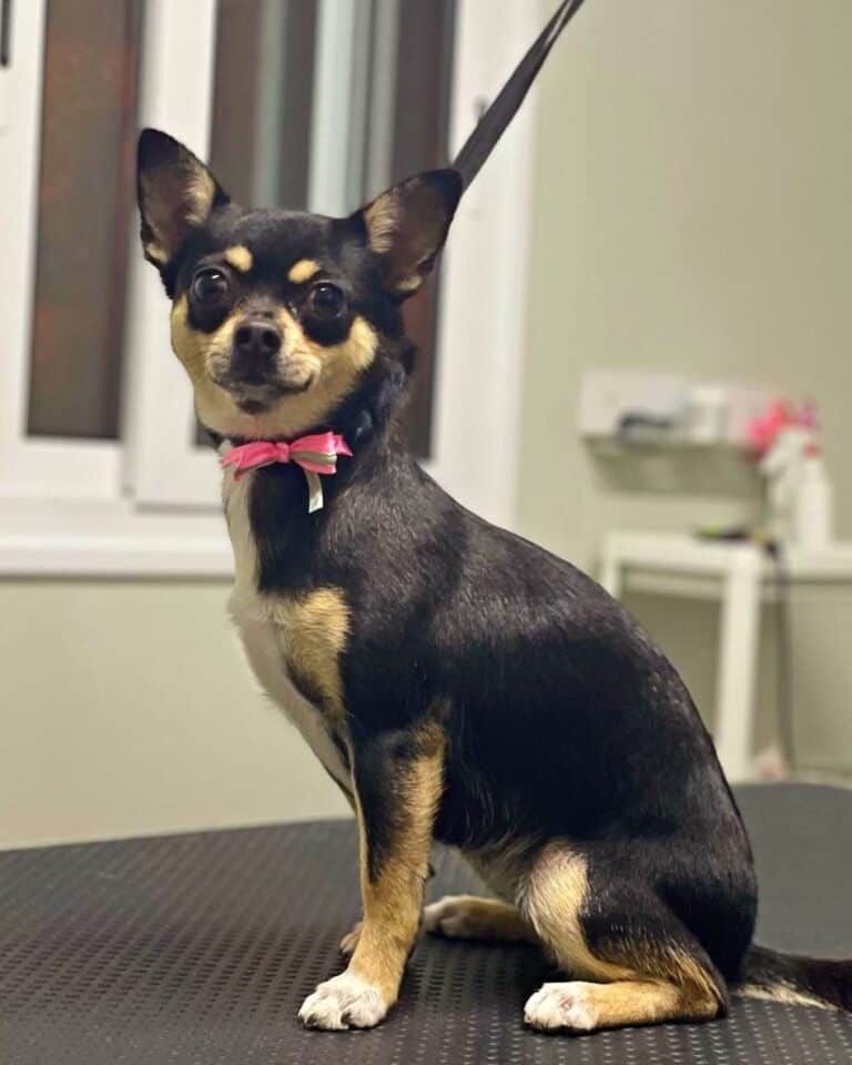 16 Best Chihuahua Haircuts With Pictures! (2026 Updated)