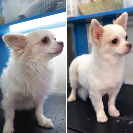 16 Best Chihuahua Haircuts With Pictures! (2026 Updated)