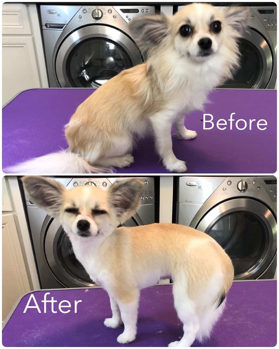 16 Best Chihuahua Haircuts With Pictures! (2026 Updated)