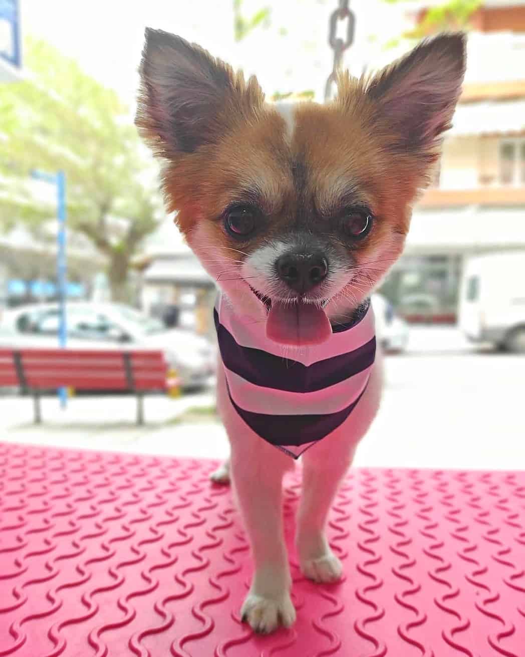 16 Best Chihuahua Haircuts With Pictures! (2026 Updated)