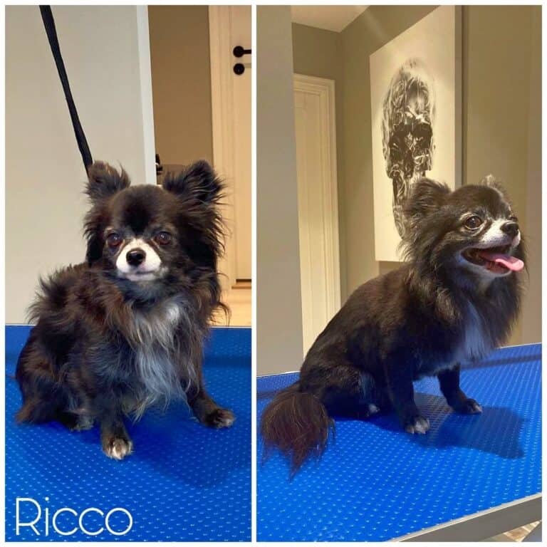 16 Best Chihuahua Haircuts With Pictures! (2026 Updated)