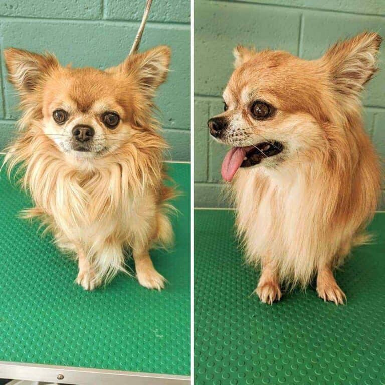 16 Best Chihuahua Haircuts With Pictures! (2026 Updated)