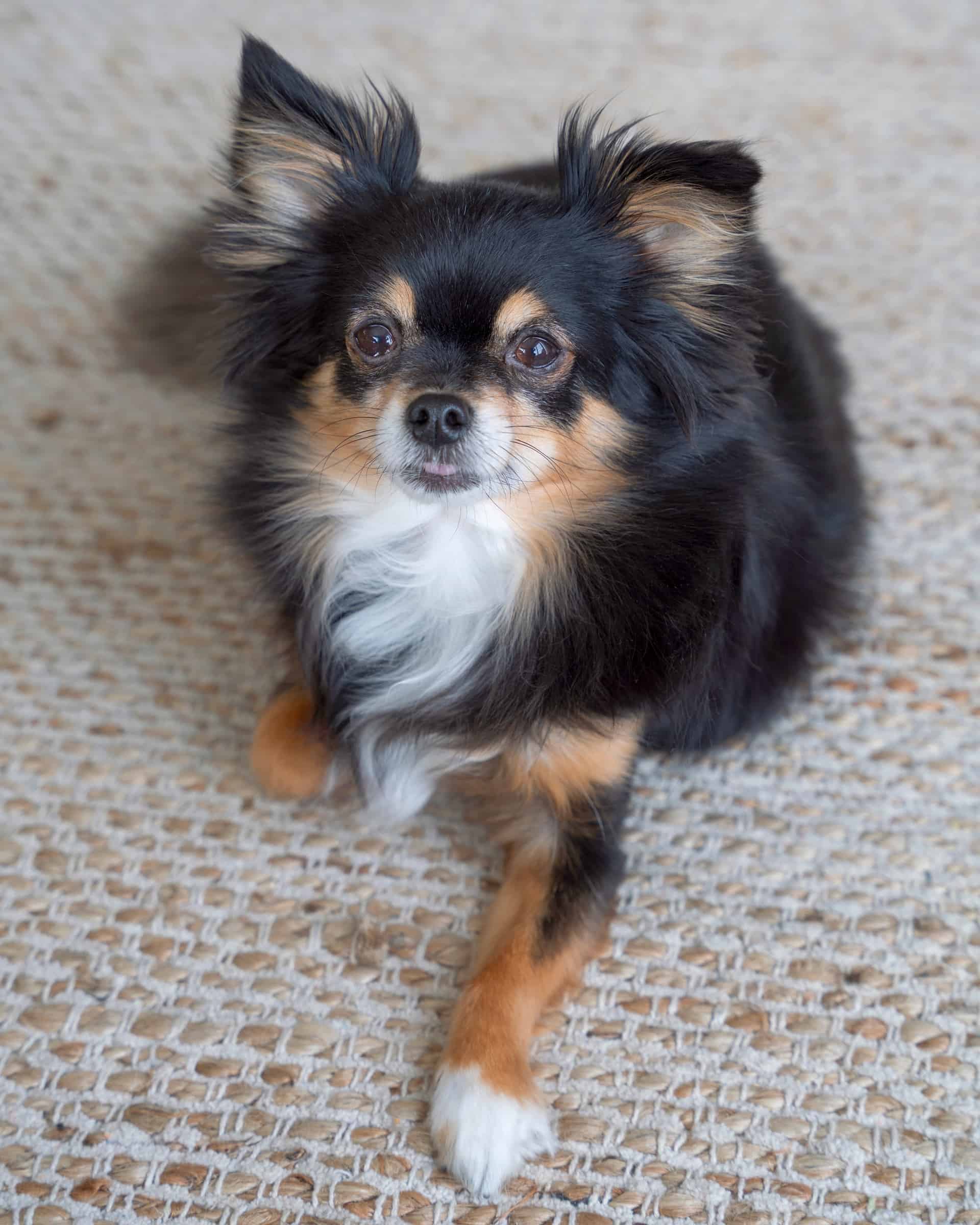16 Best Chihuahua Haircuts With Pictures! (2026 Updated)