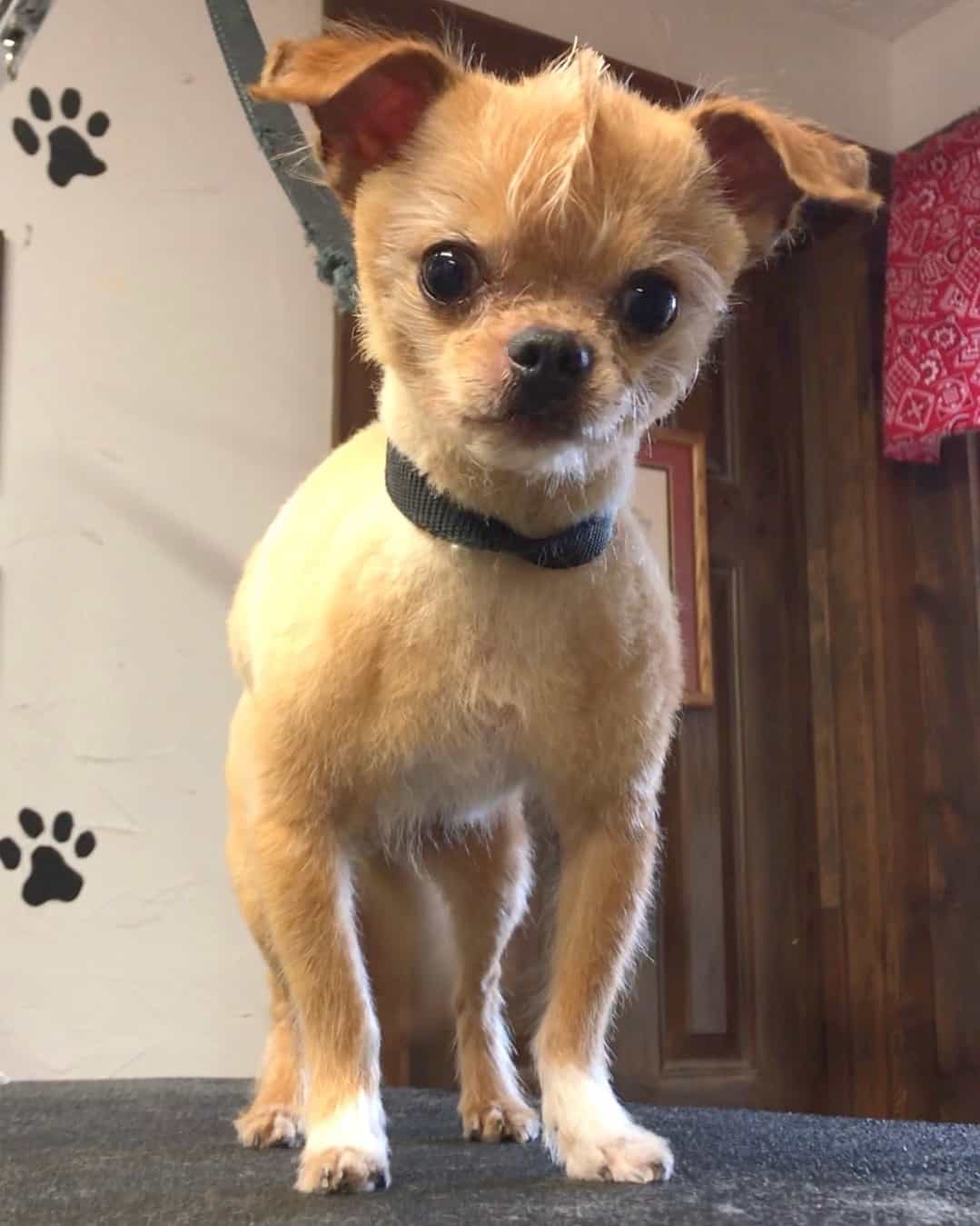 16 Best Chihuahua Haircuts With Pictures! (2026 Updated)