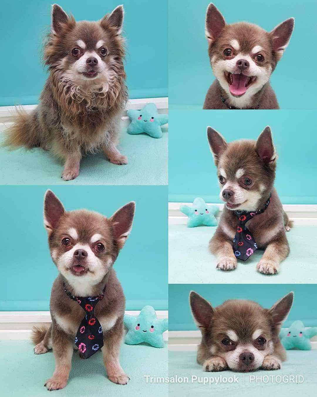 16 Best Chihuahua Haircuts With Pictures! (2026 Updated)