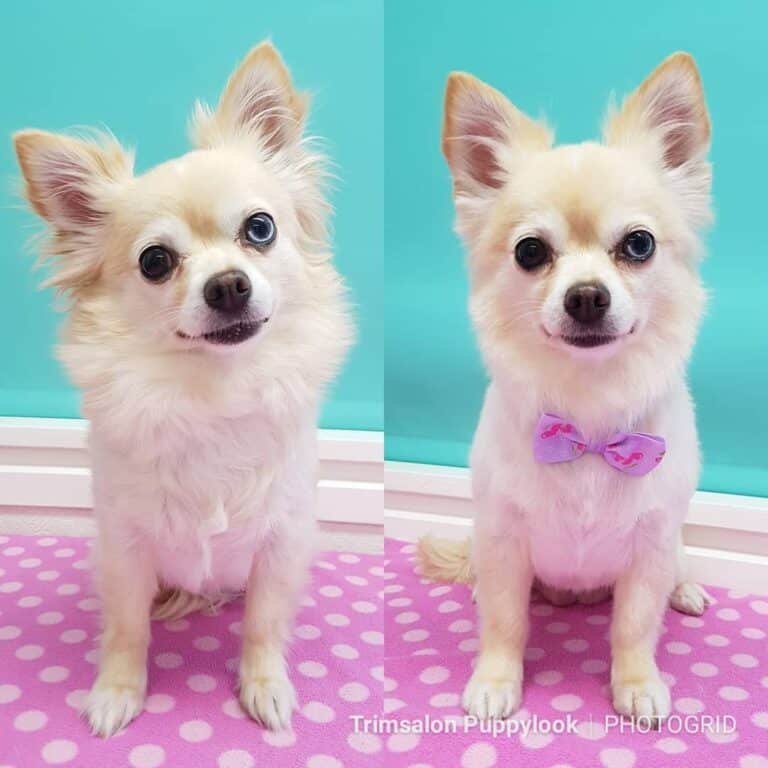16 Best Chihuahua Haircuts With Pictures! (2026 Updated)