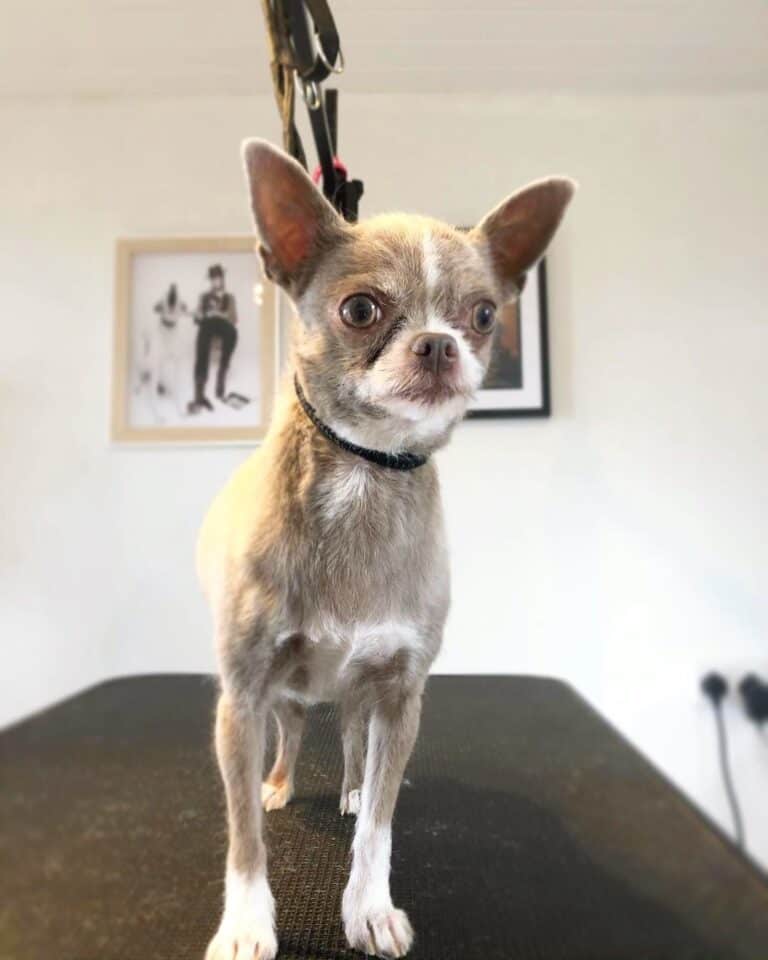 16 Best Chihuahua Haircuts With Pictures! (2026 Updated)