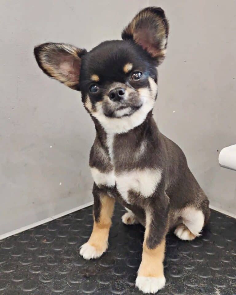 16 Best Chihuahua Haircuts With Pictures 2026 Updated