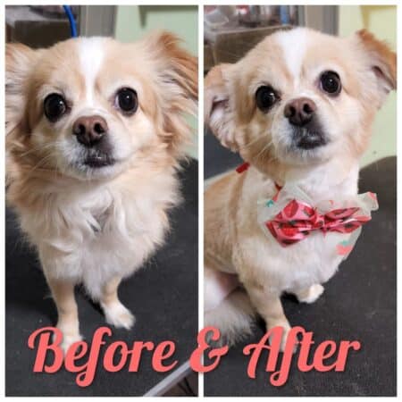 16 Best Chihuahua Haircuts With Pictures! (2026 Updated)