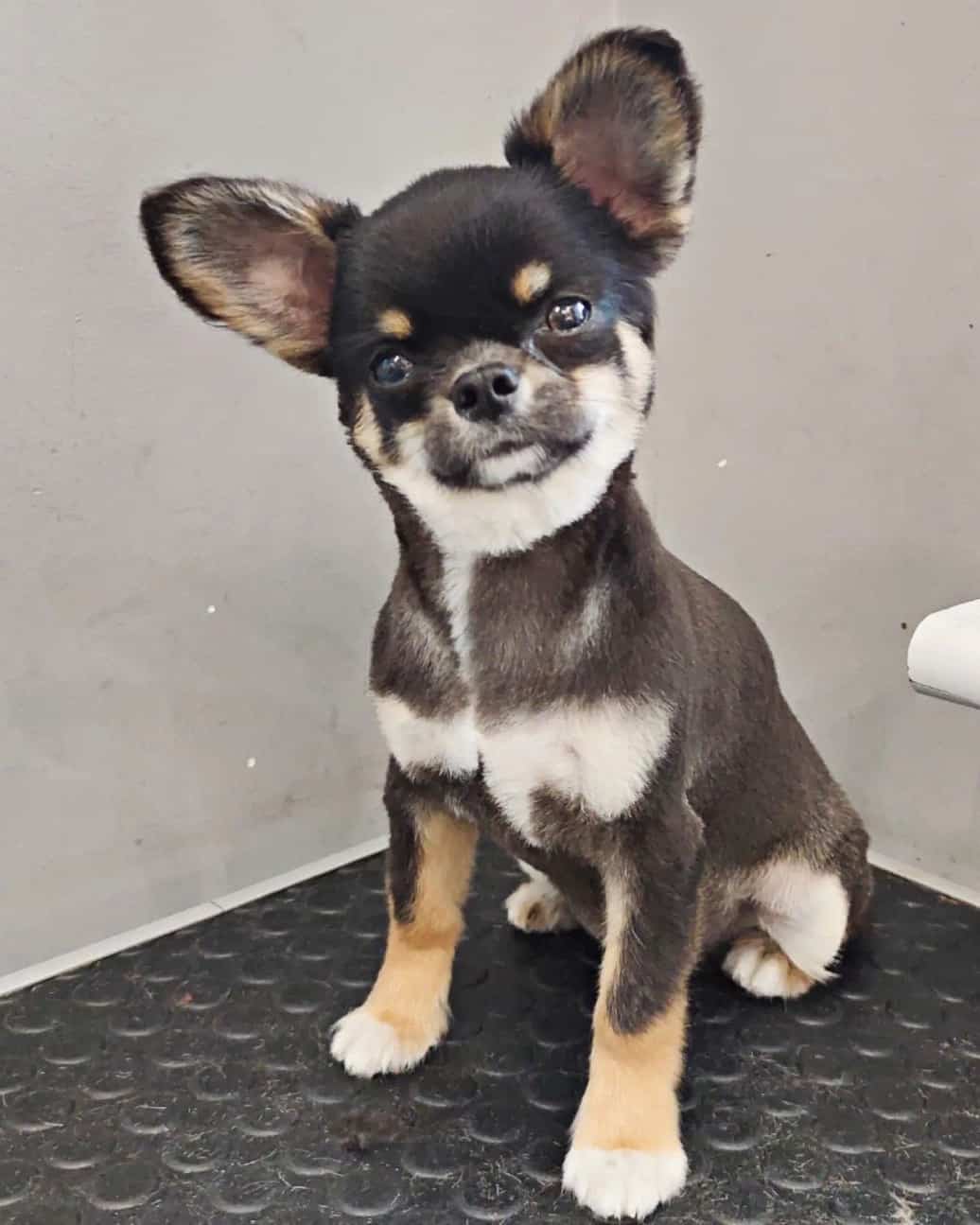 16 Best Chihuahua Haircuts With Pictures! (2026 Updated)