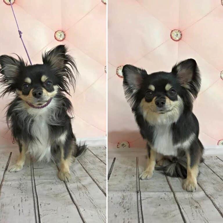 16 Best Chihuahua Haircuts With Pictures! (2026 Updated)