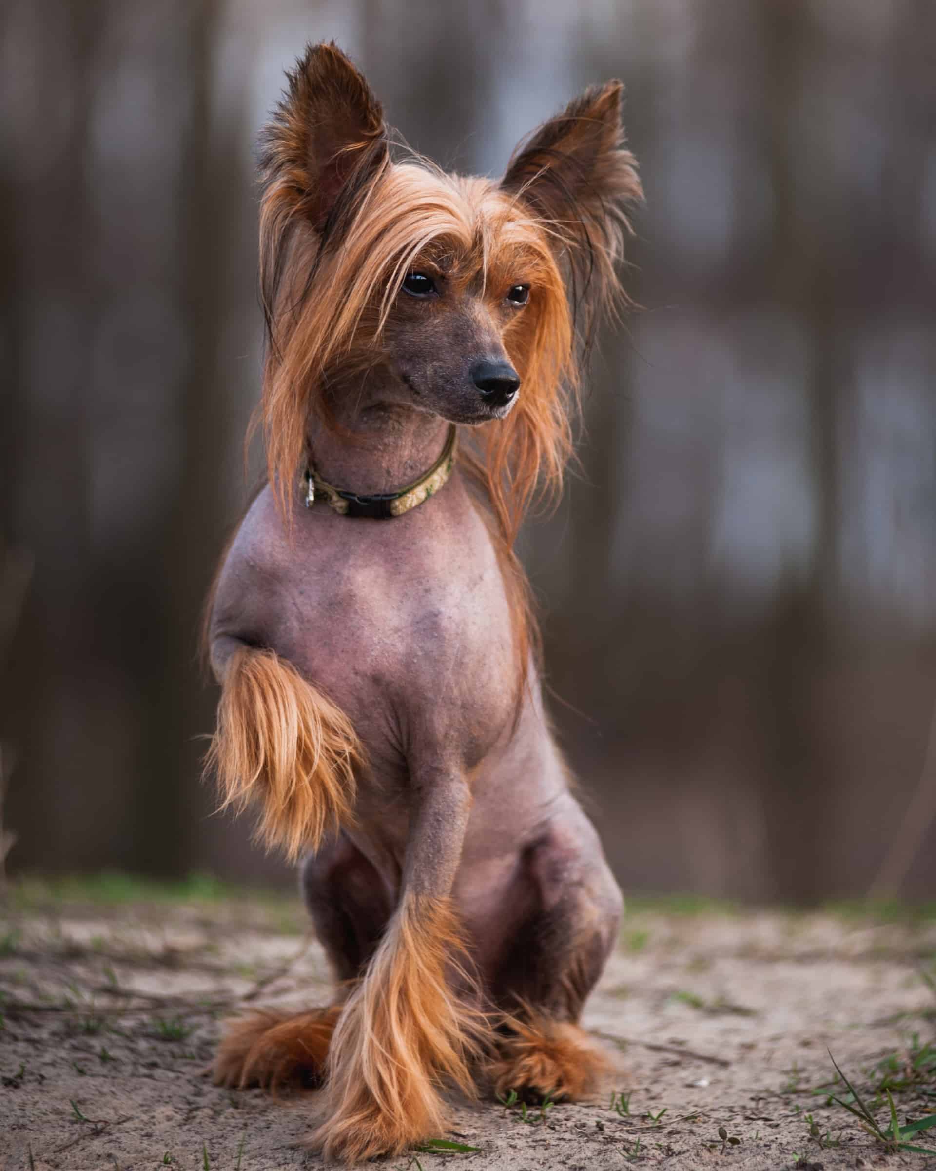 35 Adorable Dog Breeds With Pointy Ears (With Pictures)