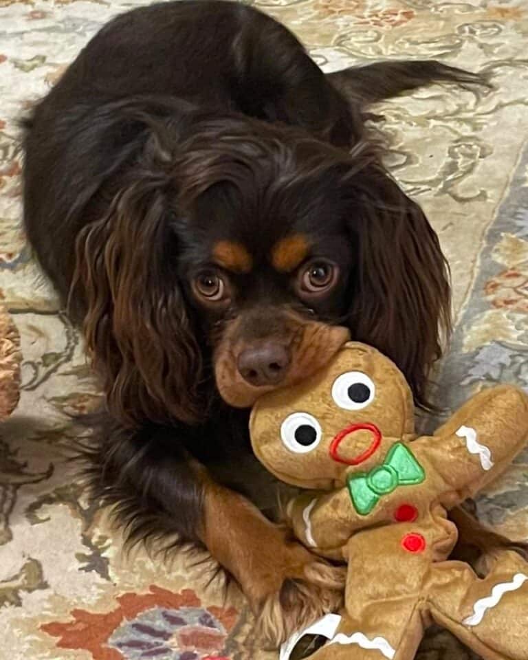 9 Cavalier King Charles Spaniel Colors (With Pictures)