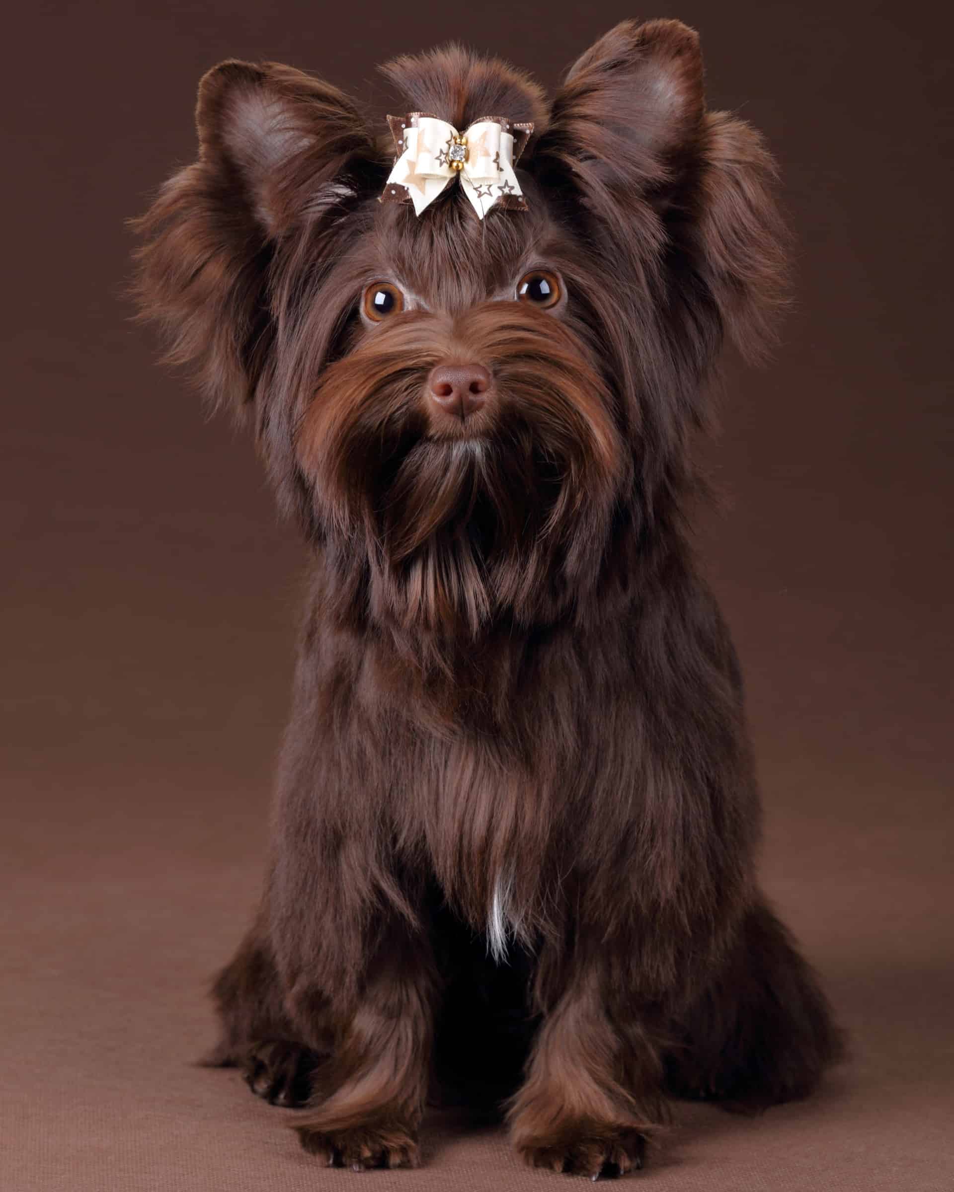 Yorkie Colors: 8 Coat Color Variations Explained (With Photos)
